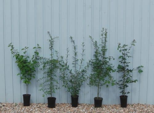 How to Plant a Hedge - Hopes Grove Nurseries