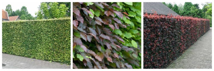Beech (Fagus Sylvatica) Hedging Plants - Beech Green & More