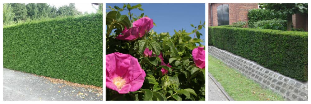 How to Plant a Hedge - Hopes Grove Nurseries