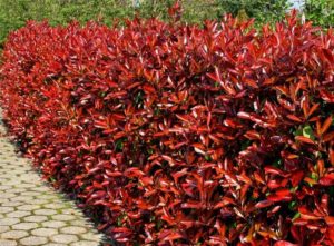 Photinia Red Robin Hedging for Sale | Hopes Grove Nurseries