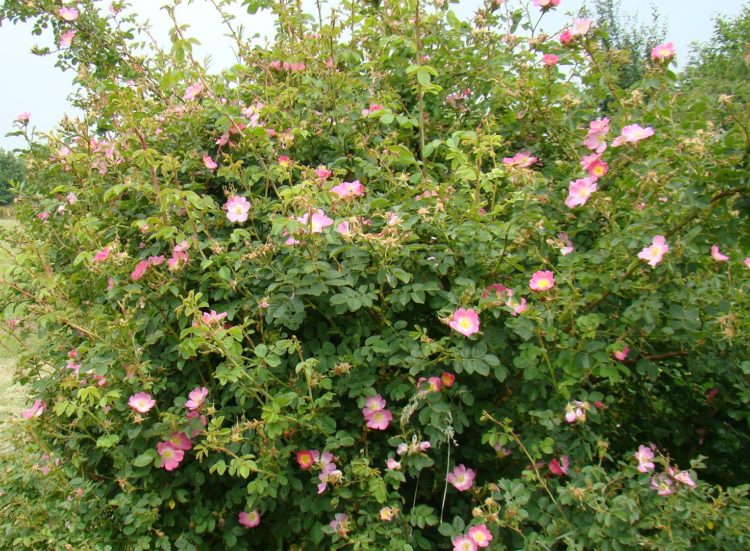 Briar Rose Plant