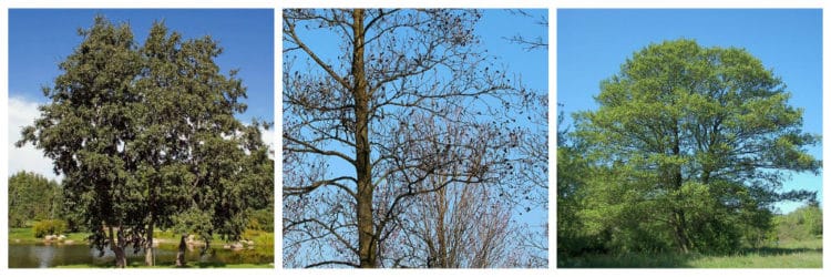 Alder (Alnus) Hedging Plants - Alder Common & More