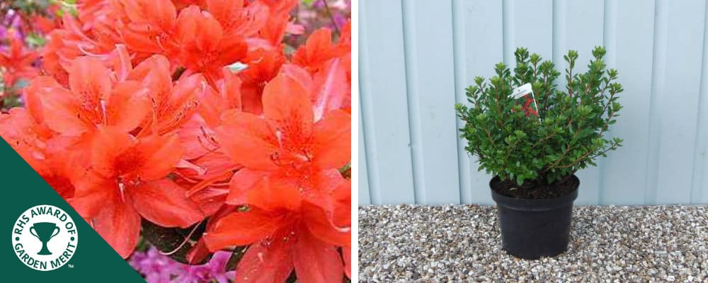 Evergreen Azaleas - Hopes Grove Nurseries