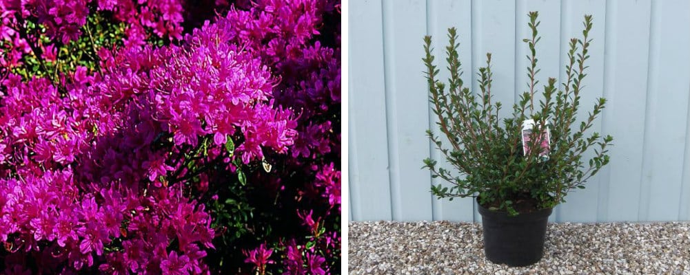 Evergreen Azaleas - Hopes Grove Nurseries