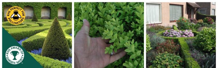 Box Common (Buxus Sempervirens) Hedging Plants