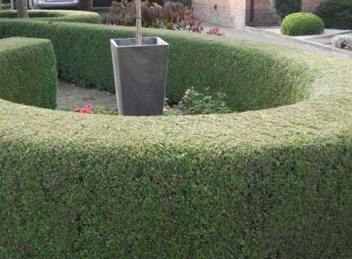Common Box Hedging Plants - Buxus sempervirens Hedge - Common Box Hedges
