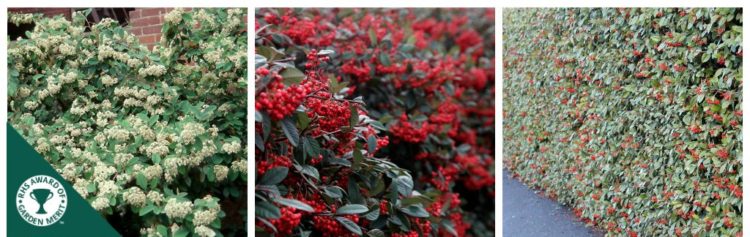 Cotoneaster Lacteus Hedging Plants