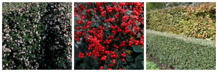Cotoneaster Simonsii Hedging Plants