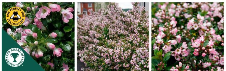 Buy Hedges: Escallonia Apple Blossom