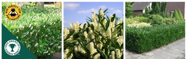 Laurel Compact (Prunus Laurocerasus ‘Otto Luyken’) Hedging