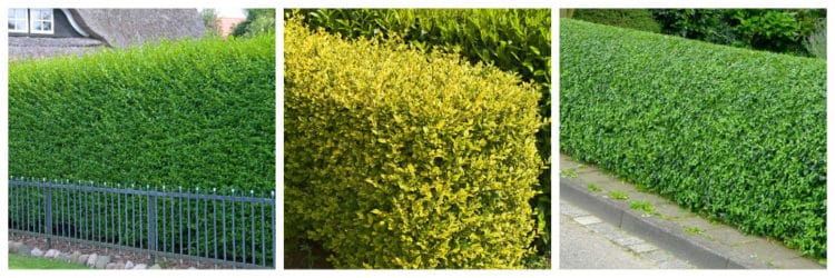Privet Hedging Plants (Ligustrum) - Privet Green & More