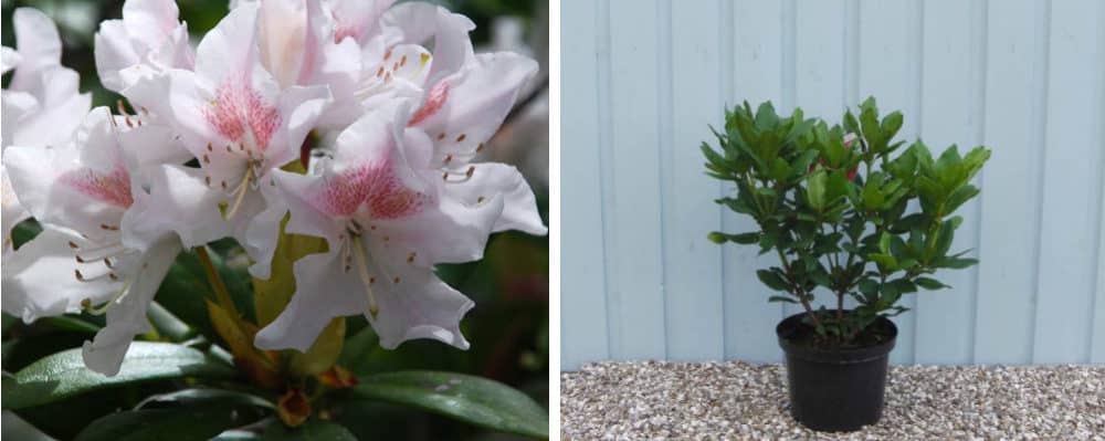 Hybrid Rhododendrons - Hopes Grove Nurseries