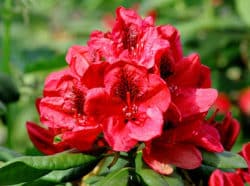 Azaleas & Rhododendrons Plants - Deciduous, Evergreen & More