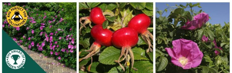 Rose Rugosa Red Hedging Plants