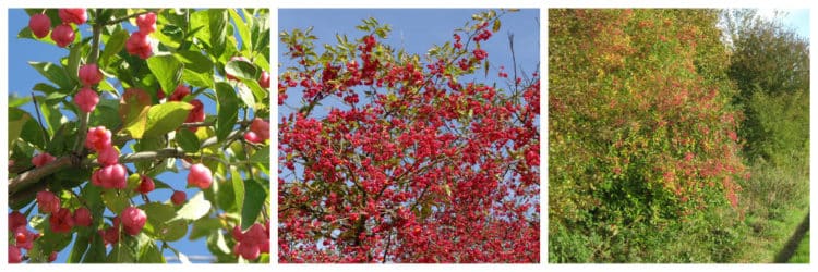 Buy Spindle Hedges, Spindle Hedging Plants for Sale