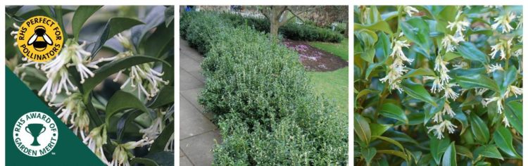 Sweet Box or Christmas Box (Sarcococca Confusa) Hedging Plants