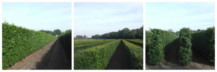 Instant Hedging Plants from Hopes Grove Nurseries