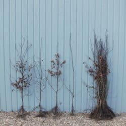 Buy Mixed Native Hedging Plants | English & British Hedges | Hopes ...