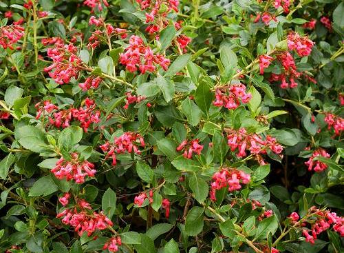 Buy Escallonia Red Hedges | Escallonia Rubra Macrantha / Escallonia ...