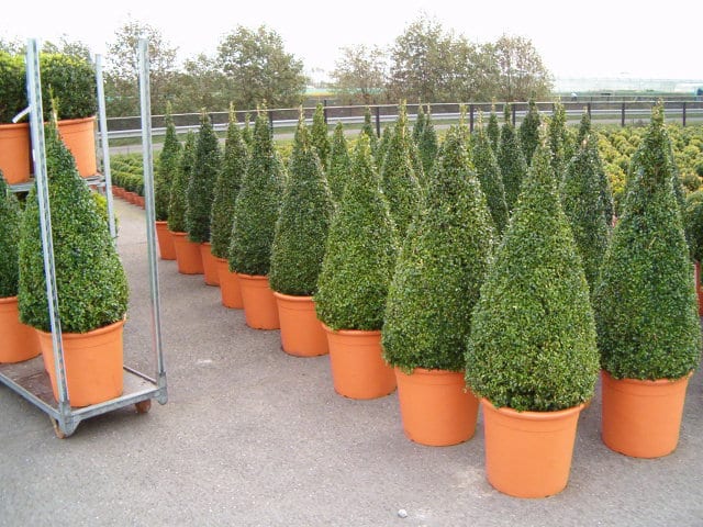 Buy Buxus Sempervirens Cone | Buxus Common Topiary Cone Hedges