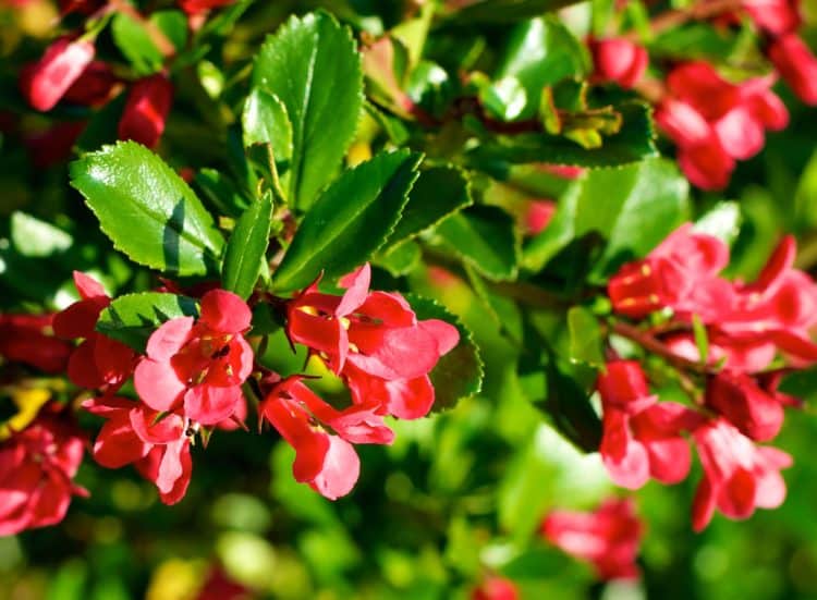Escallonia Red Hedging Plants (Escallonia Crimson Spire)