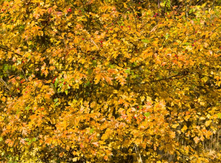 Hawthorn Hedging Plants (Quickthorn Hedging) Buy Online