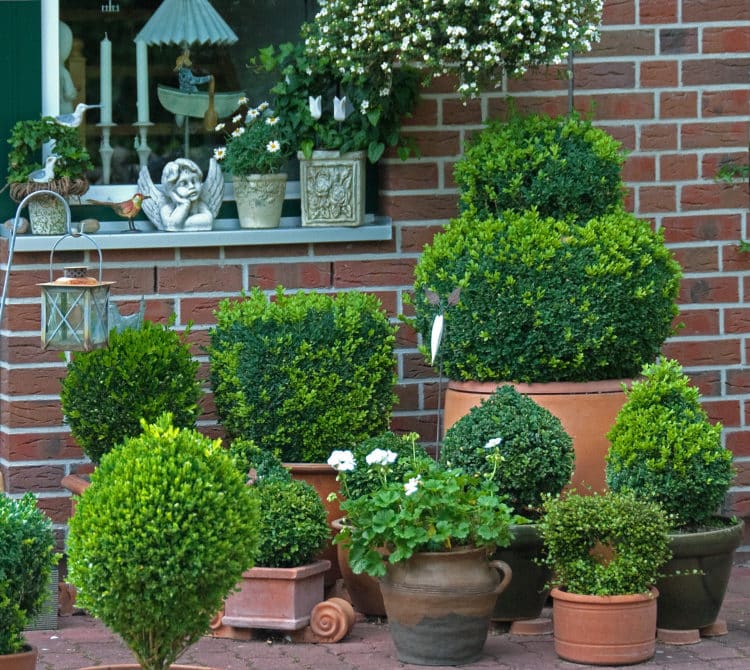 Buy Topiaries | Topiary Plants & Trees in Various Shapes | Hopes Grove ...