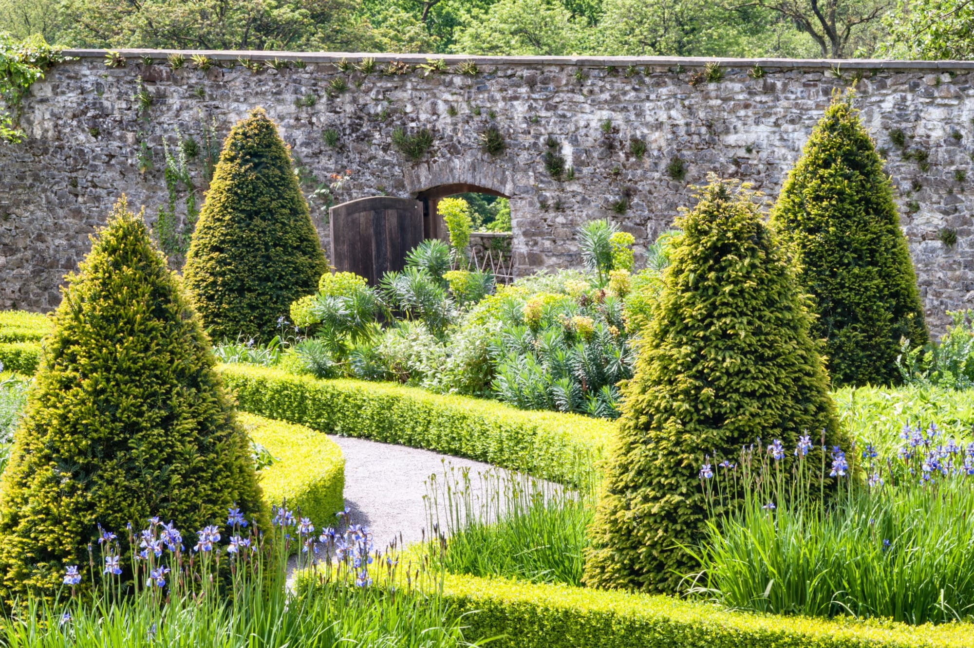 Buy Topiaries | Topiary Plants & Trees in Various Shapes | Hopes Grove ...