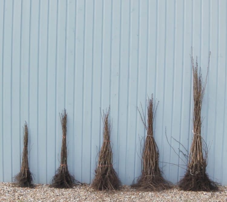 Buy Bare Root Hedge Plants | Bare Root Hedging | Hopes Grove Nurseries