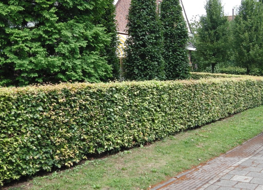Green Beech Hedging Plants - Fagus Sylvatica - Hopes Grove Nurseries