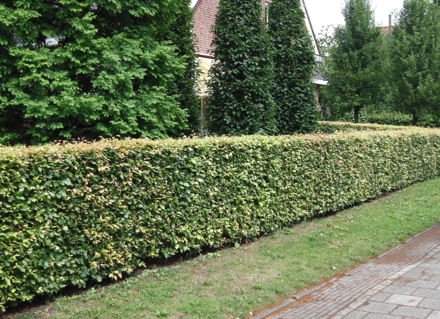 Green Beech Hedging Plants - Fagus Sylvatica - Hopes Grove Nurseries