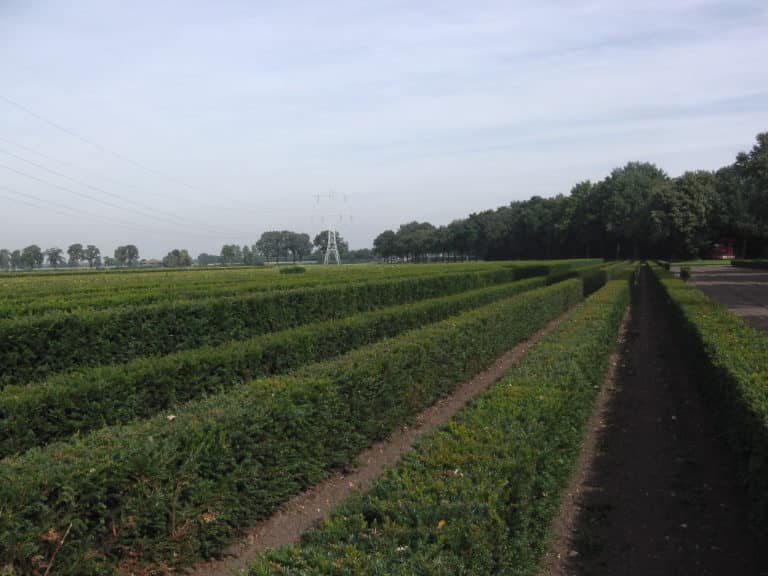 Buy Instant Hedge Plants | Instant Hedging in Troughs | Hopes Grove ...