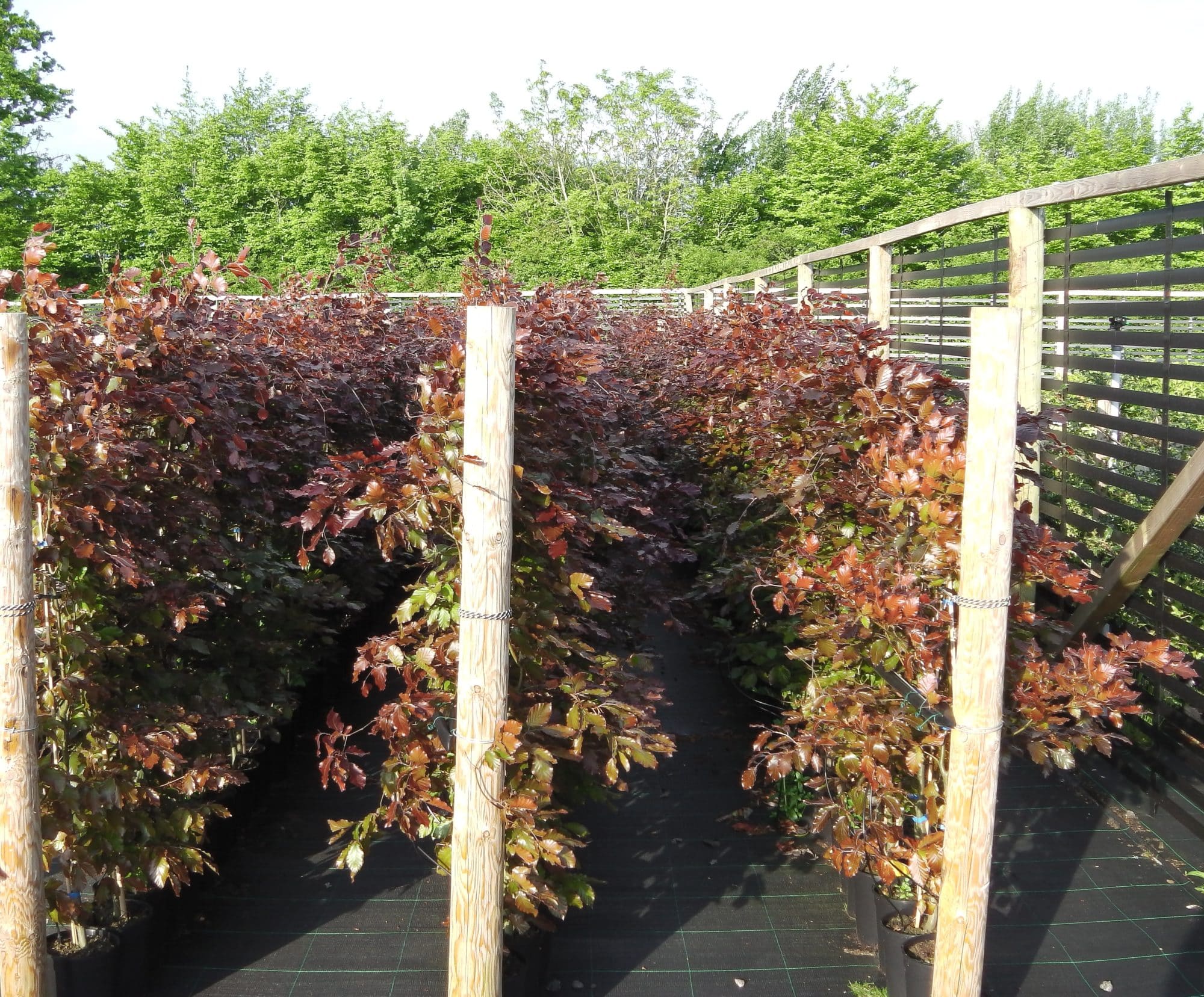 Buy Potted Hedge Plants | Potted Hedges | Hopes Grove Nurseries