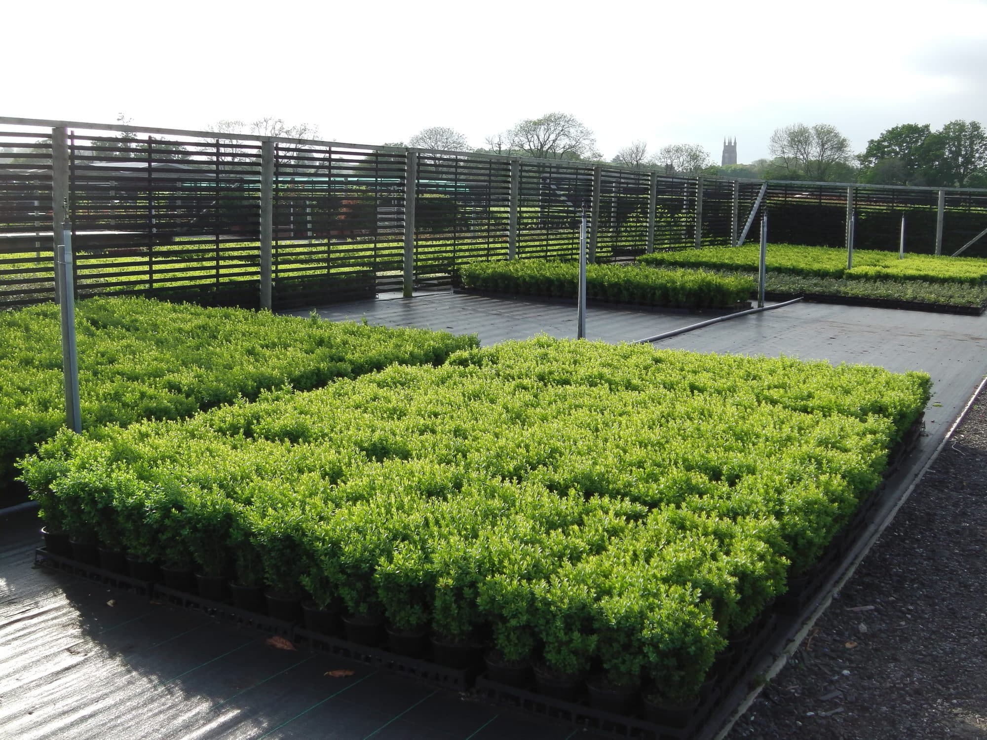 Buy Potted Hedge Plants | Potted Hedges | Hopes Grove Nurseries