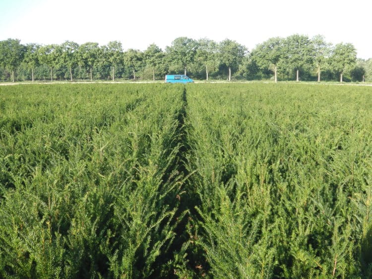 Buy Bare Root Hedge Plants | Bare Root Hedging | Hopes Grove Nurseries