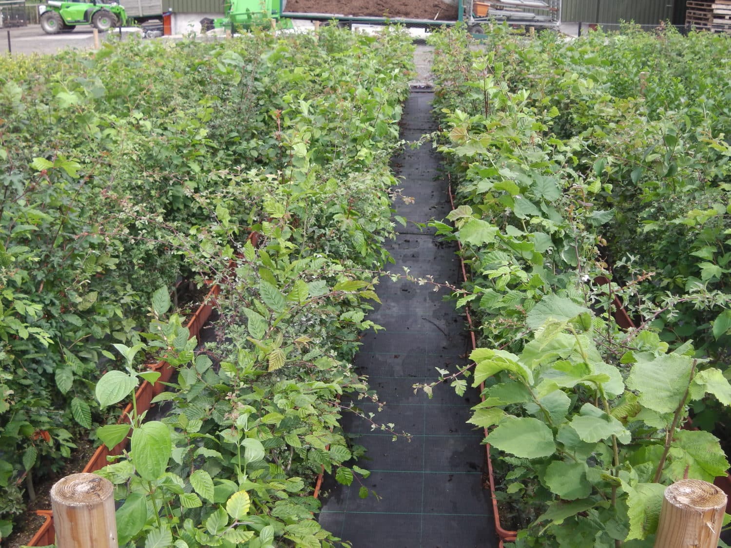 Buy Mixed Native Hedging Plants | English & British Hedges | Hopes ...