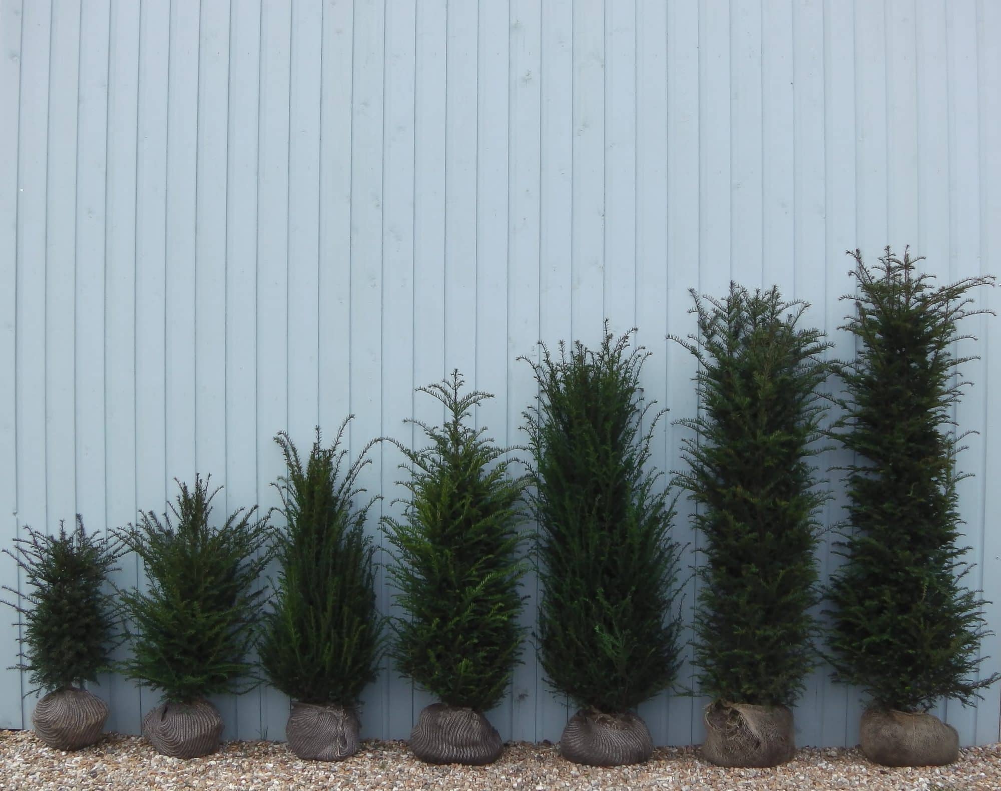 Buy Root Ball Hedging | Root Ball Hedge Plants | Rootball Hedges