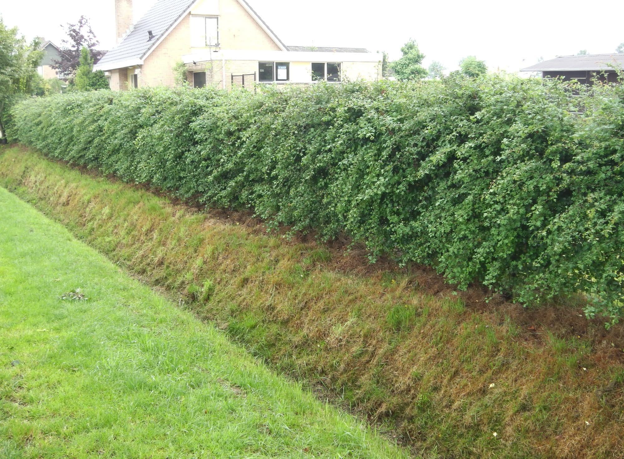 Buy Hawthorn Hedging & Quickthorn Hedge Plants | Hopes Grove