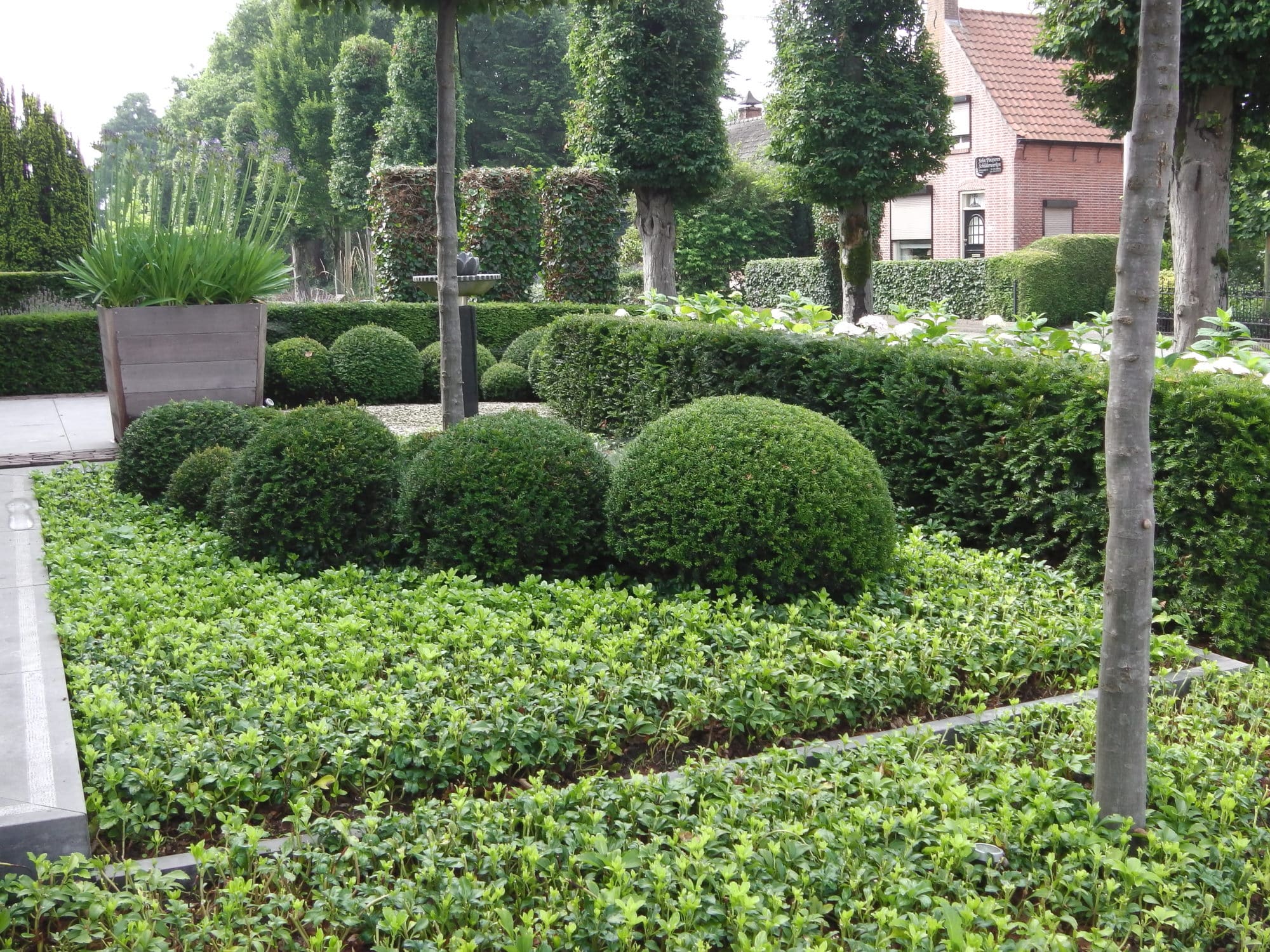 Buy Yew Topiary | Taxus Topiary Cones, Pyramids & Hedging | Hopes Grove