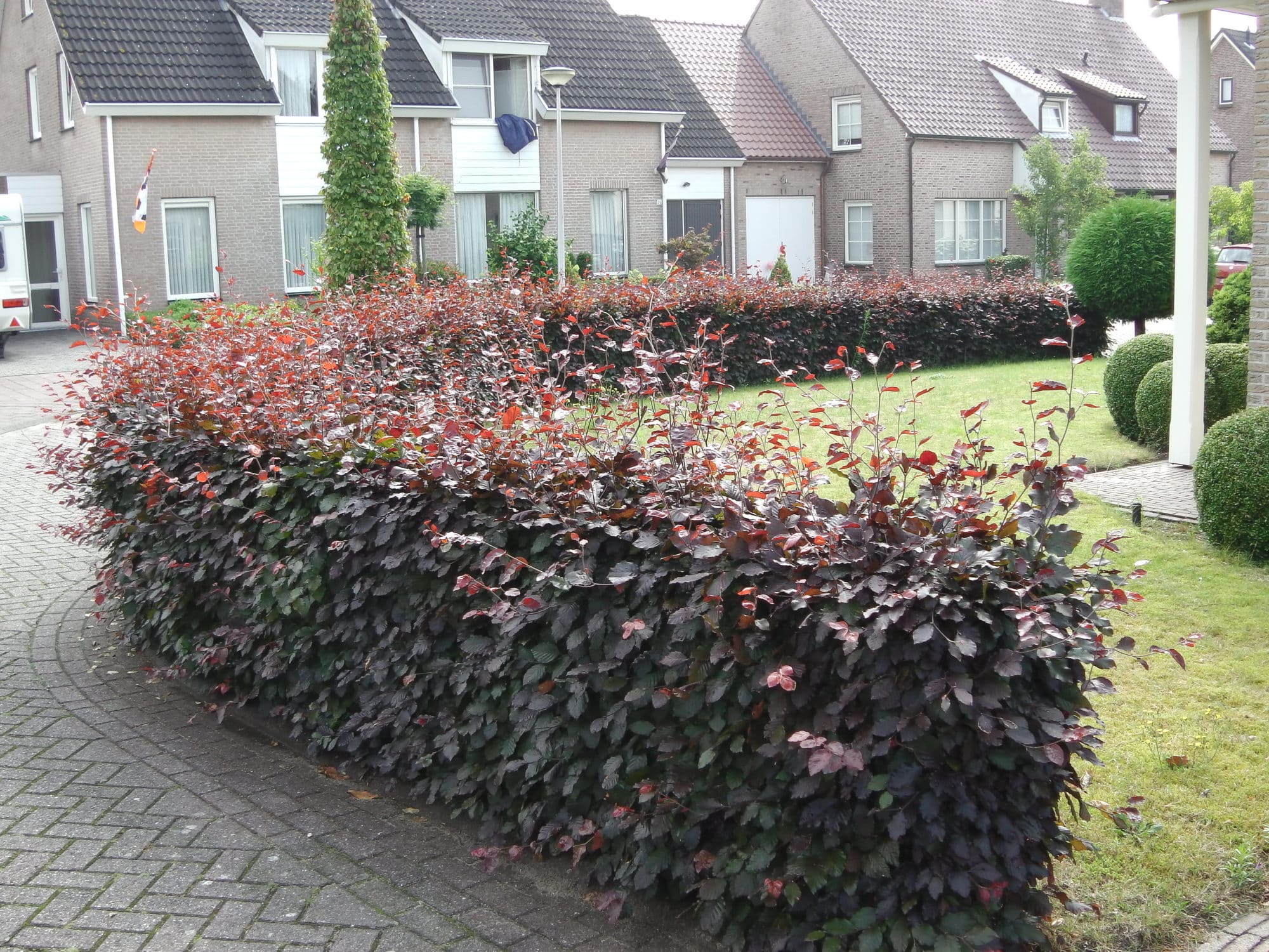 Purple Beech Hedge Plants - Fagus Sylvatica 'Purpurea' - Hopes Grove ...