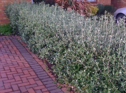 Buy Daisy Bushes (Olearia) Hedging Plants | Hopes Grove Nurseries