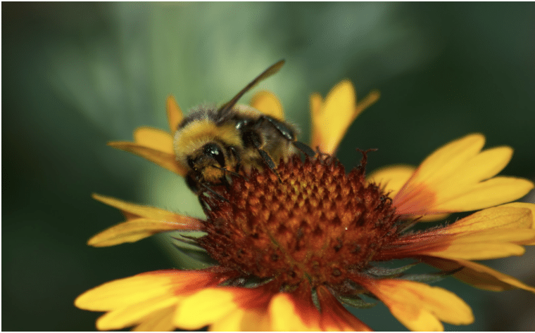 Find Out How You Can Create A Bee Friendly Garden