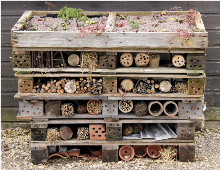 Find Out How You Can Create A Bee Friendly Garden