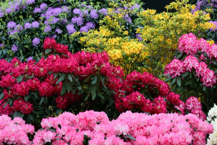 Azaleas & Rhododendrons Plants - Deciduous, Evergreen & More