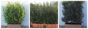 Instant Hedging & Trough Grown Hedging | Hopes Grove Nurseries