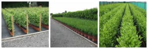 Instant Hedging & Trough Grown Hedging | Hopes Grove Nurseries