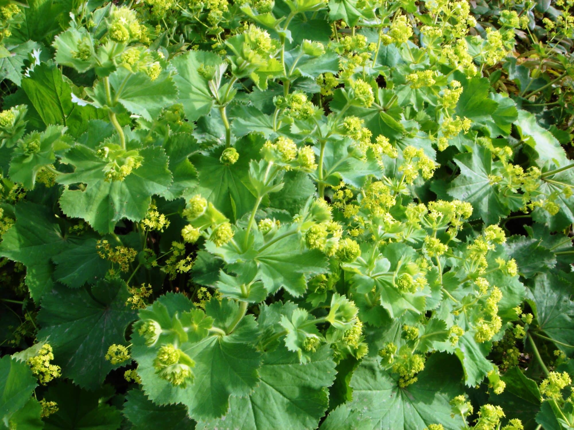 Buy Alchemilla Mollis (Lady's Mantle) Plants & Hedging | Hopes Grove ...