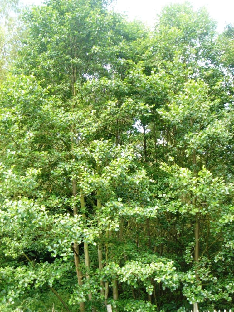 Buy Alder Hedging | Common Alder Hedge Plants | Alnus Glutinosa