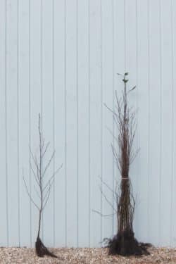 Bare Root Hedge Plants from Hopes Grove Nurseries
