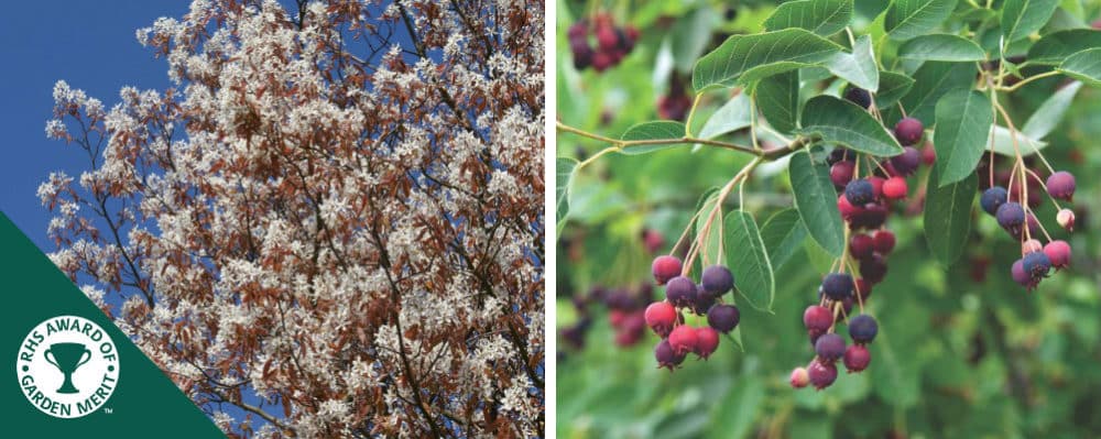 Buy Hazel Hedging | Hazel Hedge Plants | Corylus avellana Hedges